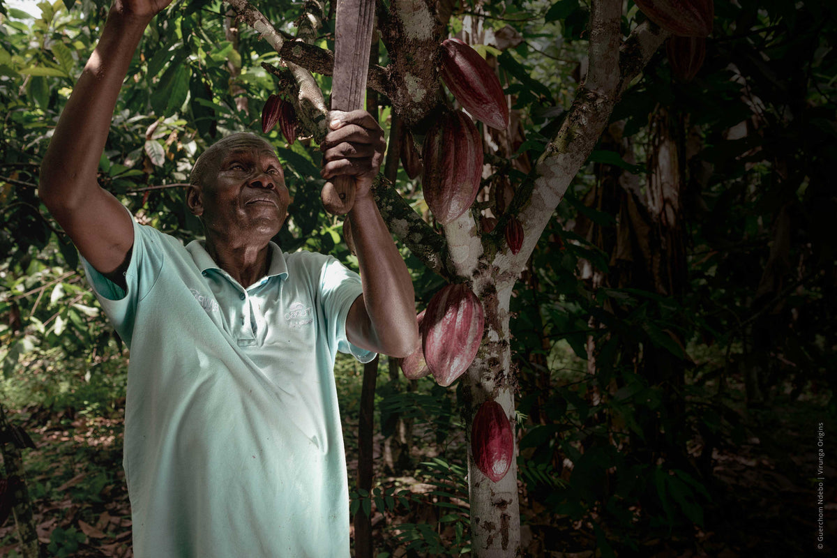 What We Do - Virunga Origins