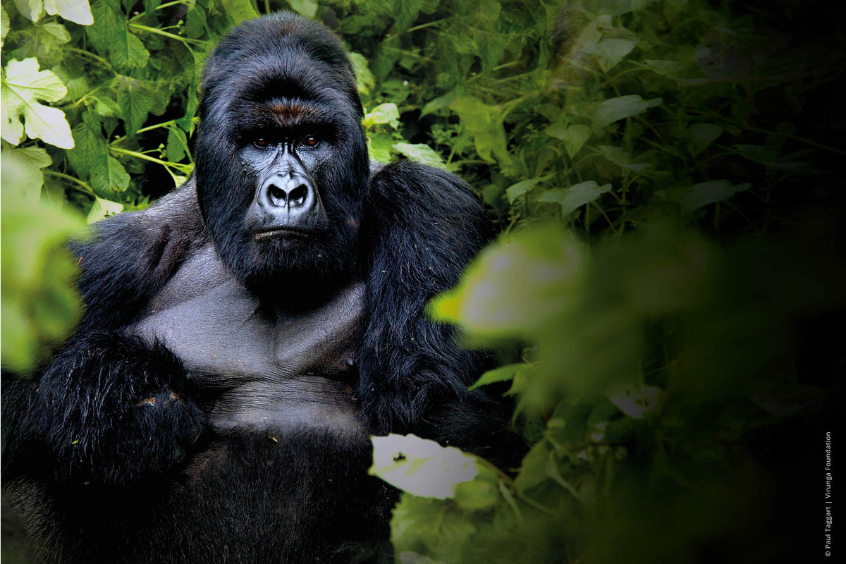 Where We Work - Virunga Origins